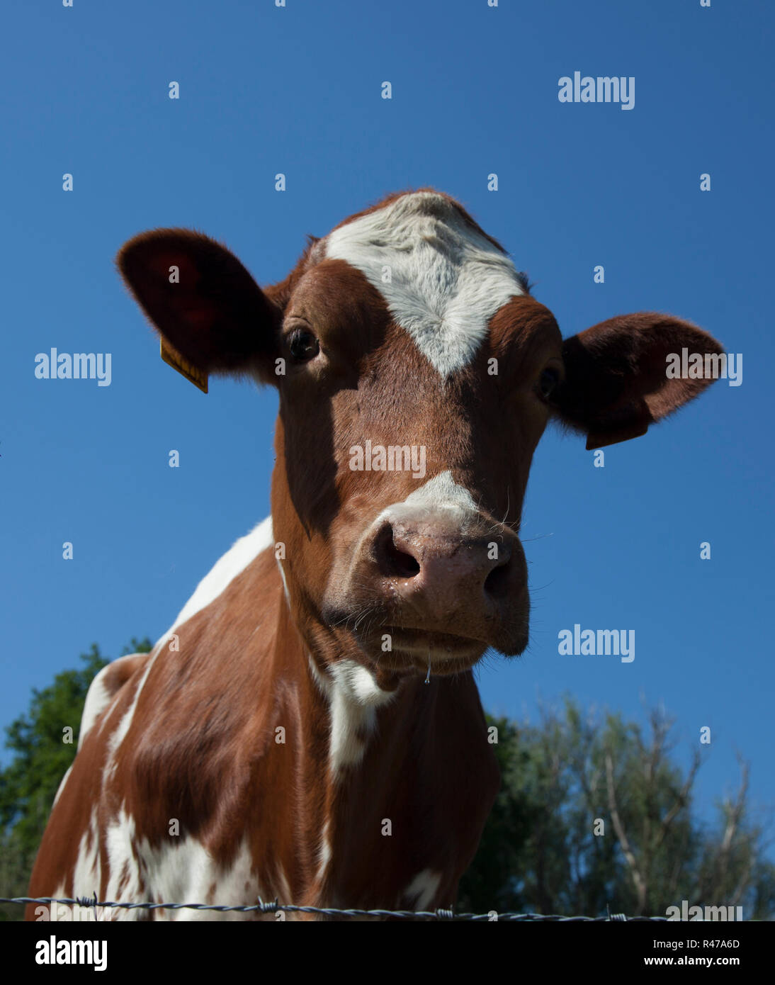 Dutch cow hi-res stock photography and images - Alamy
