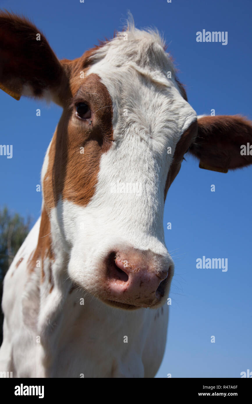 Dutch cow hi-res stock photography and images - Alamy