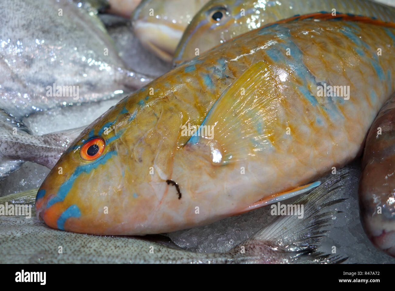 Tuskfish hi-res stock photography and images - Alamy
