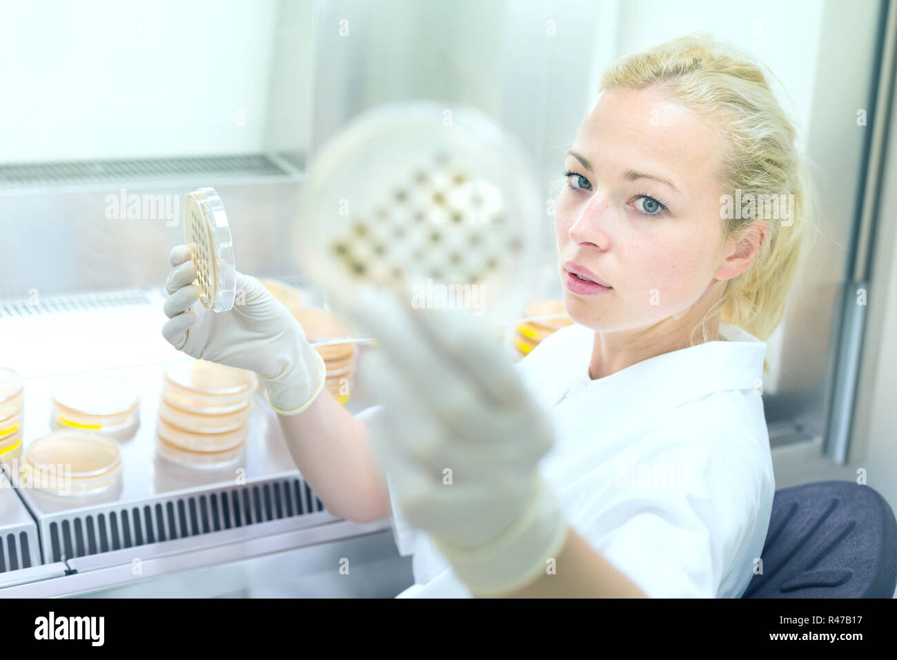 Scientist observing petri dish hi-res stock photography and images - Alamy
