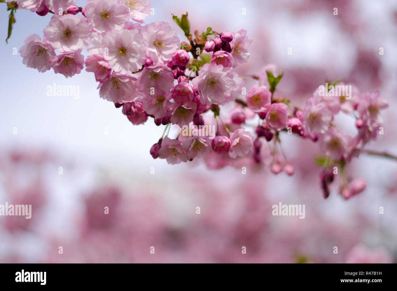 Japanese cherry blossom tree blooming Stock Photo - Alamy