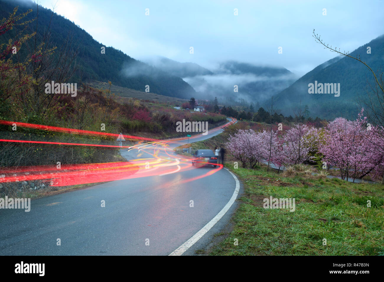 Wuling Farm cherry blossom season, Nantou, Taiwan Stock Photo - Alamy