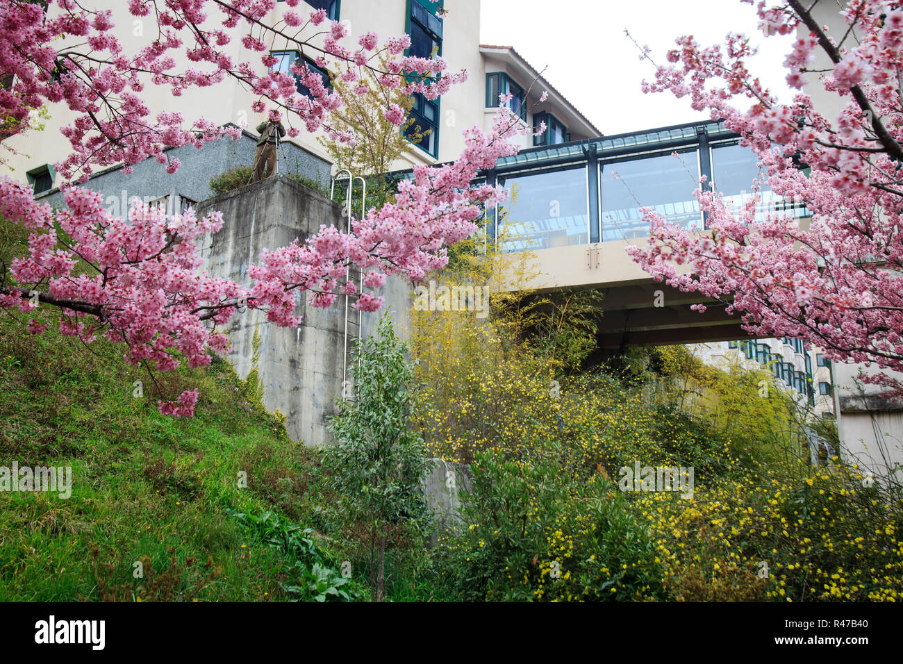 Wuling Farm cherry blossom season, Nantou, Taiwan Stock Photo - Alamy