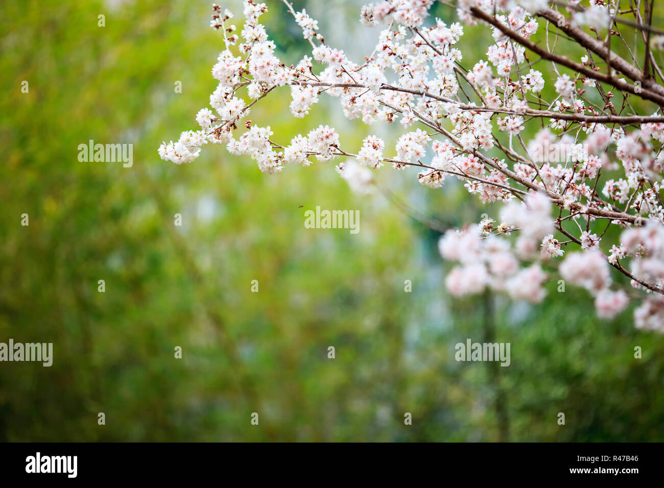 Wuling Farm cherry blossom season, Nantou, Taiwan Stock Photo - Alamy