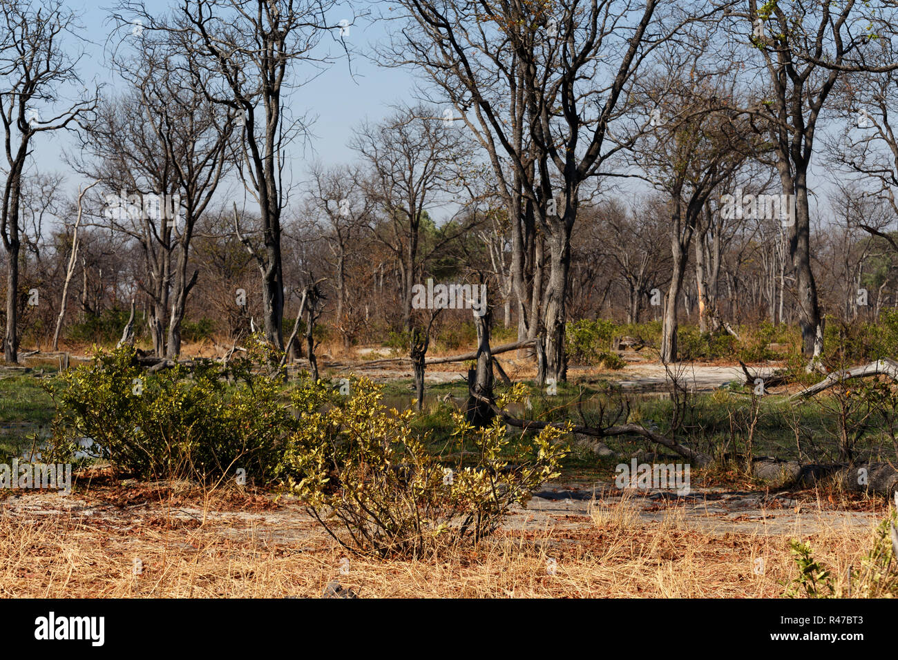 Big swamp reserve hi-res stock photography and images - Alamy