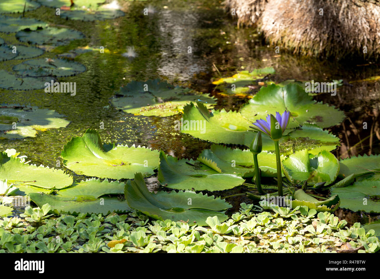 water lily in small pond Stock Photo - Alamy