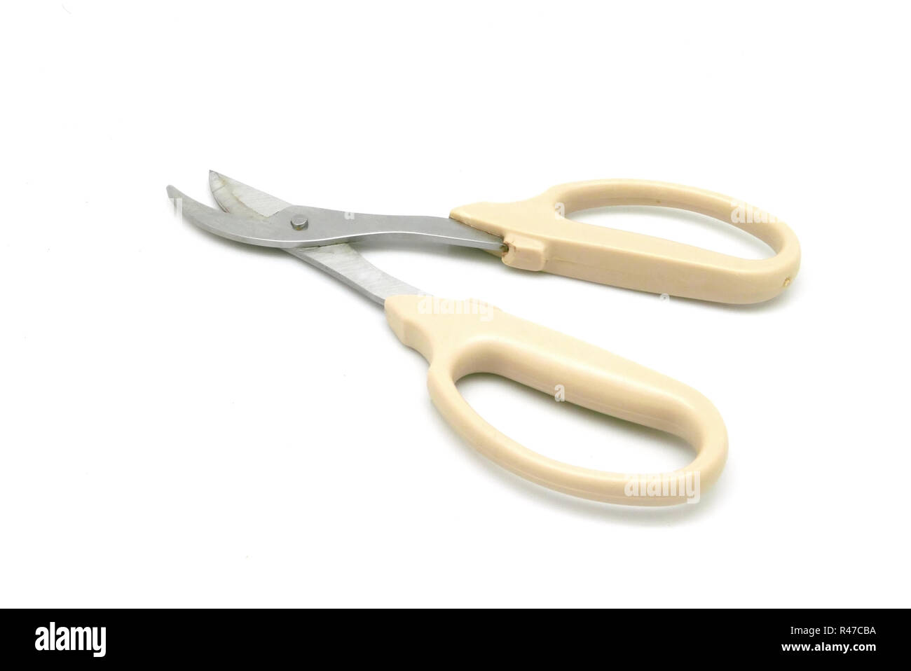 Scissor crab Cut Out Stock Images & Pictures - Alamy