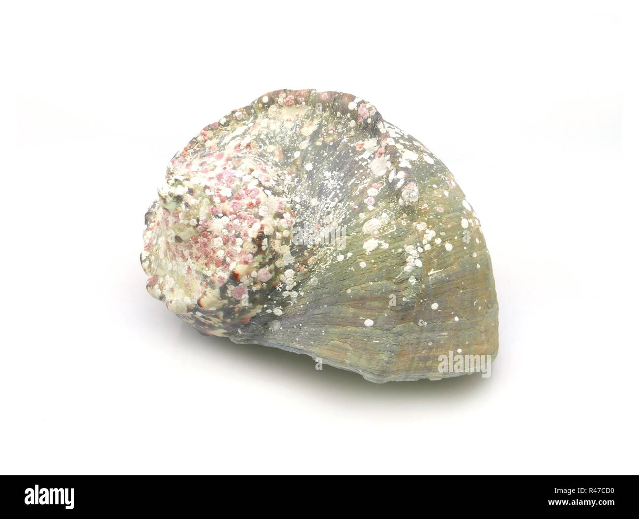 Okinawa beach Cut Out Stock Images & Pictures - Alamy