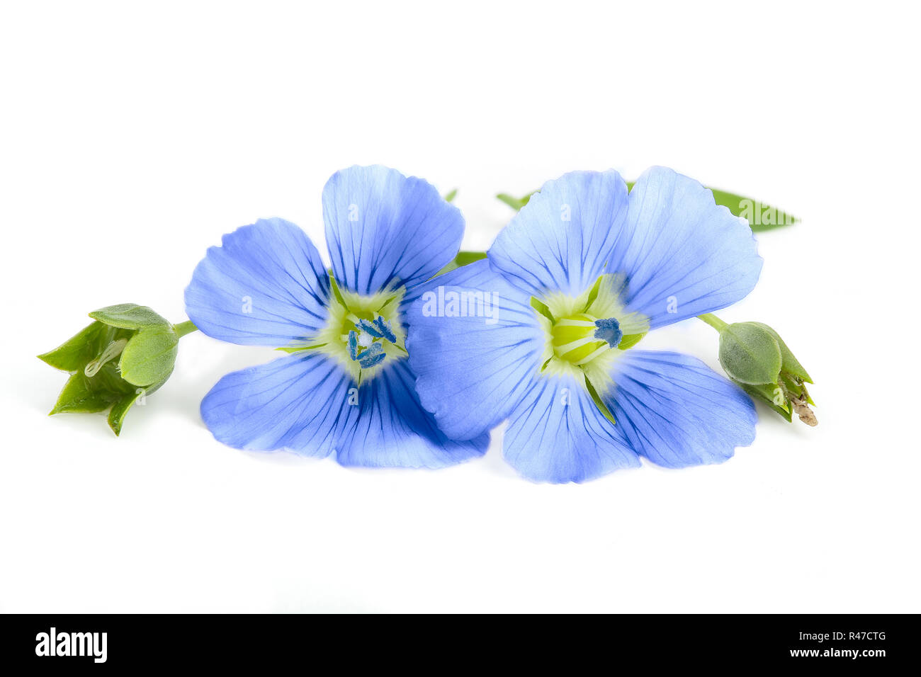 Flax blue flowers closeup isolated on white background Stock Photo - Alamy
