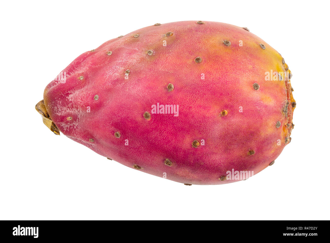 red prickly pear or opuntia isolated on a white background Stock Photo ...