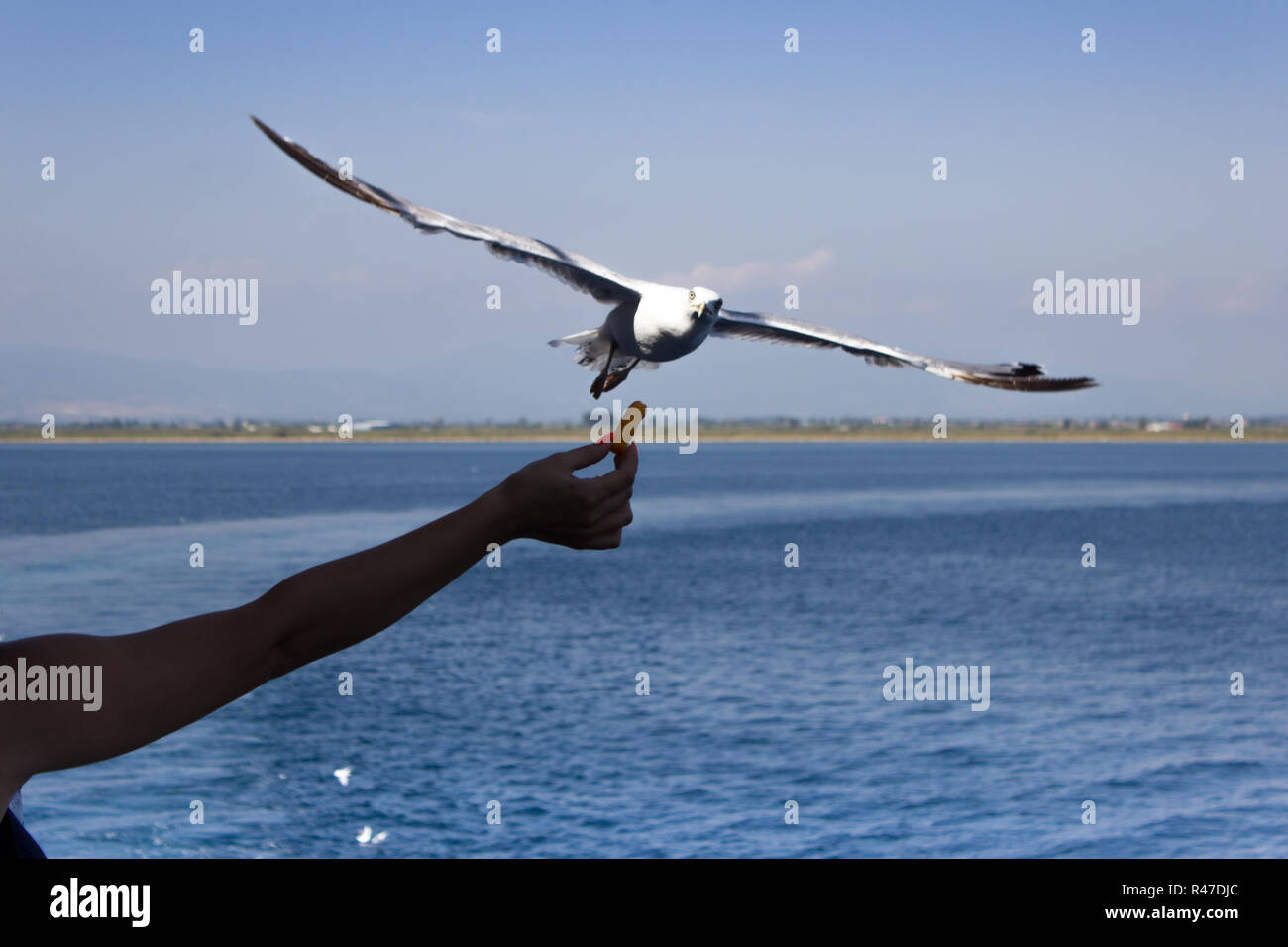 Woman feeding a seagul in mid-flight Stock Photo - Alamy