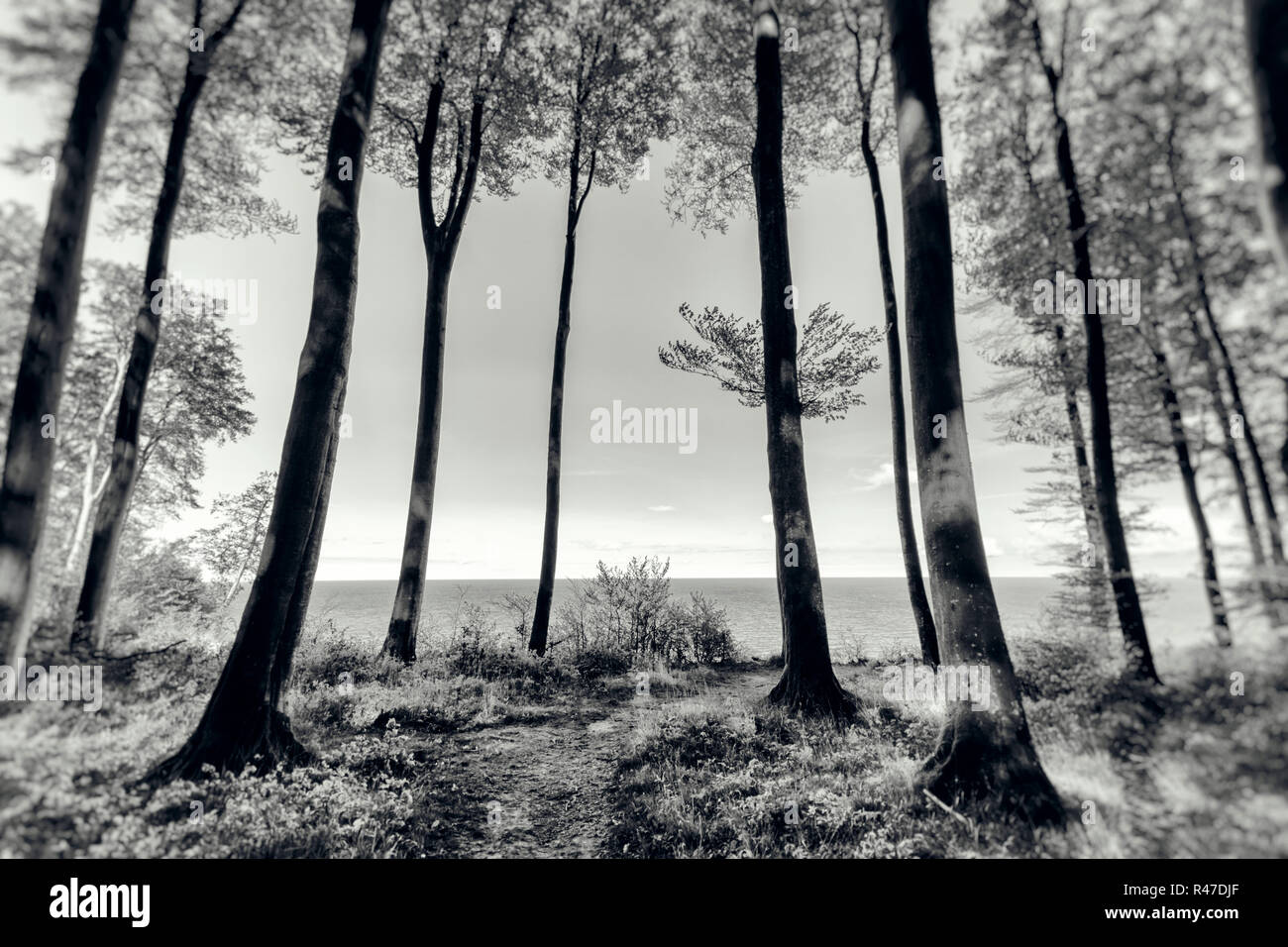 The hidden forest Stock Photo - Alamy