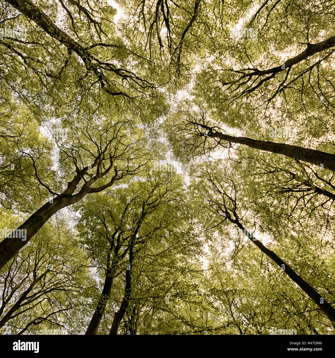The hidden forest Stock Photo - Alamy
