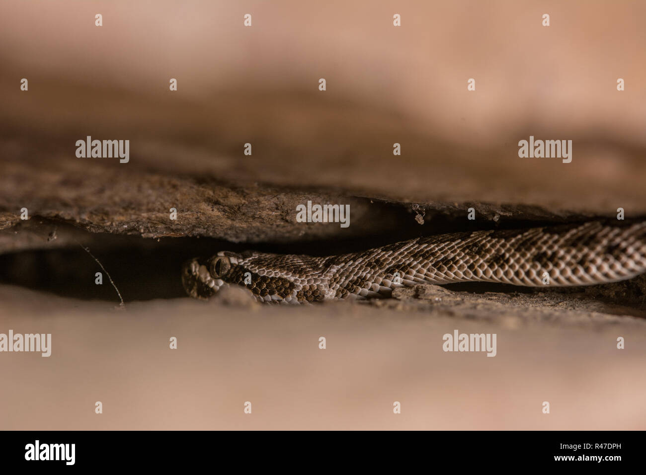 Midget Faded Rattlesnake (Crotalus oreganus concolor) from Rio Blanco ...