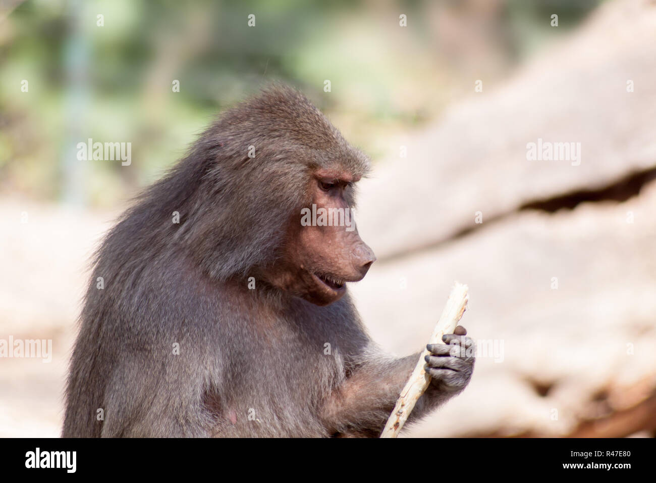 Monkey tool animal hi-res stock photography and images - Alamy