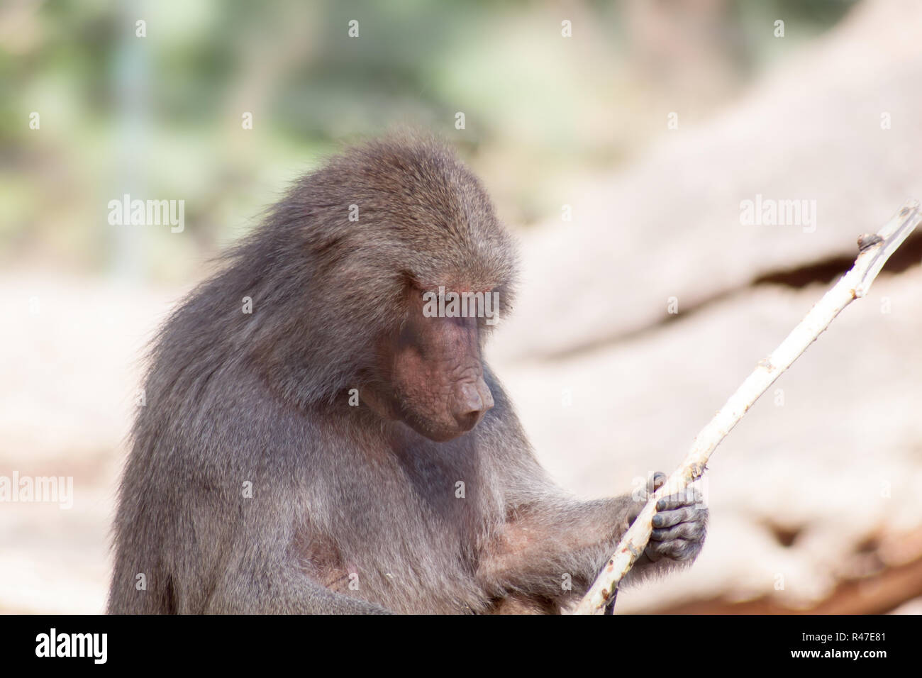 baboon with stick Stock Photo - Alamy