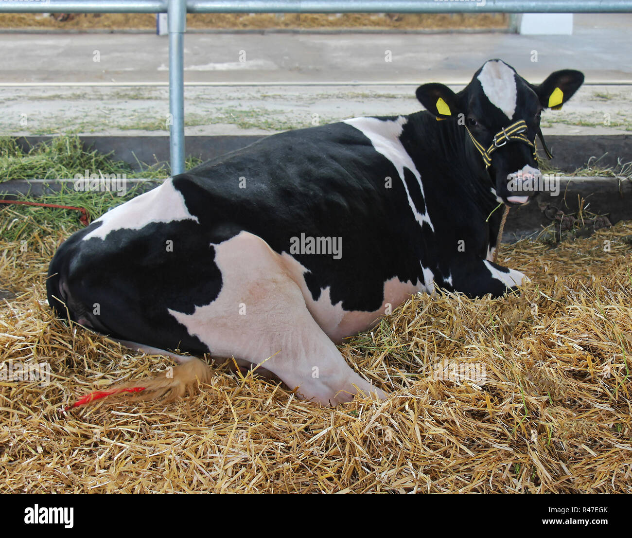 Cattle barn inside hi-res stock photography and images - Alamy