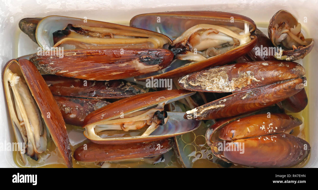 Date shells hi-res stock photography and images - Alamy