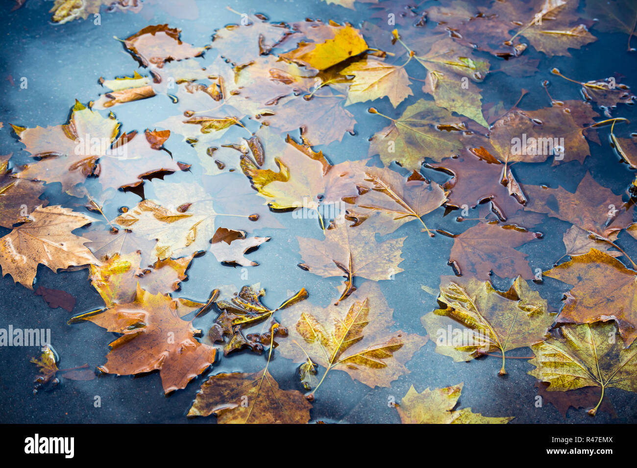 Wet weather background of fallen autumn leaves floating in a shallow puddle of rain water Stock ...