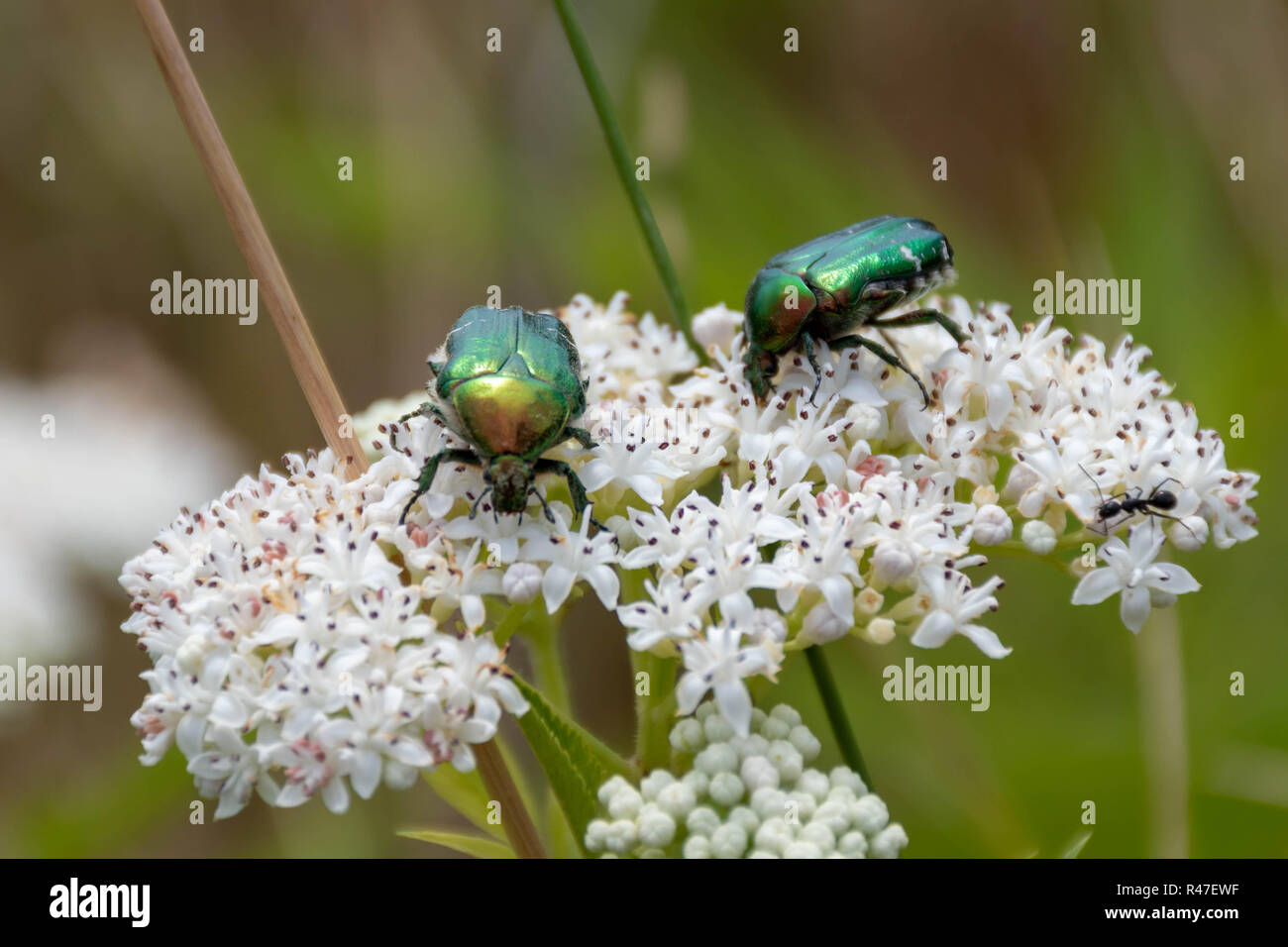 Green metallic beetle hi-res stock photography and images - Alamy
