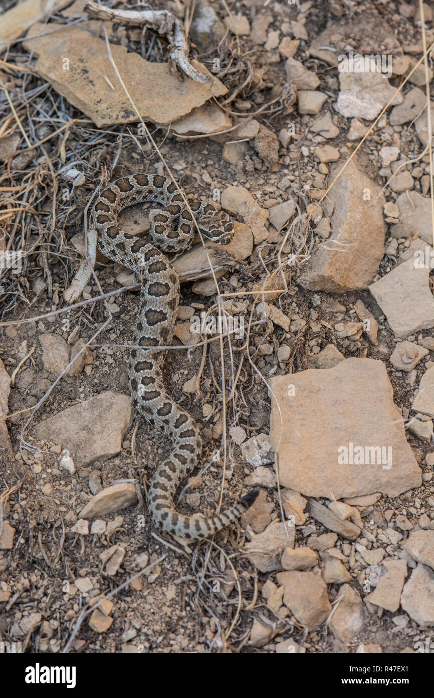 Midget Faded Rattlesnake (Crotalus oreganus concolor) from Rio Blanco ...