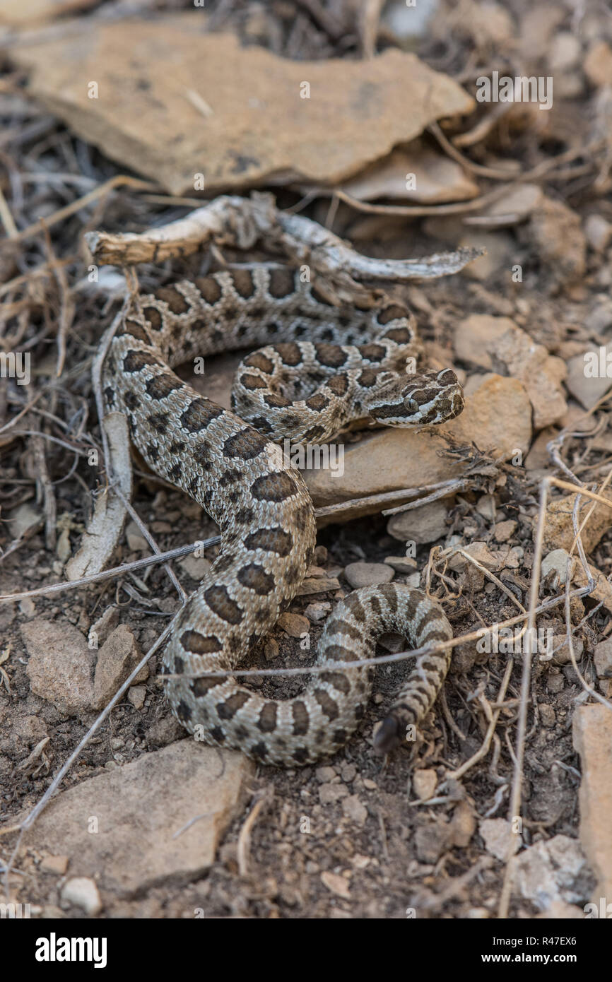 Midget Faded Rattlesnake (Crotalus oreganus concolor) from Rio Blanco ...