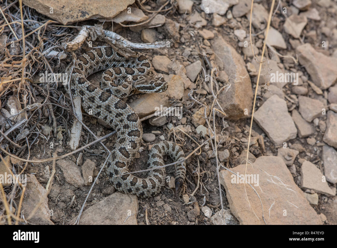 Midget Faded Rattlesnake (Crotalus oreganus concolor) from Rio Blanco ...