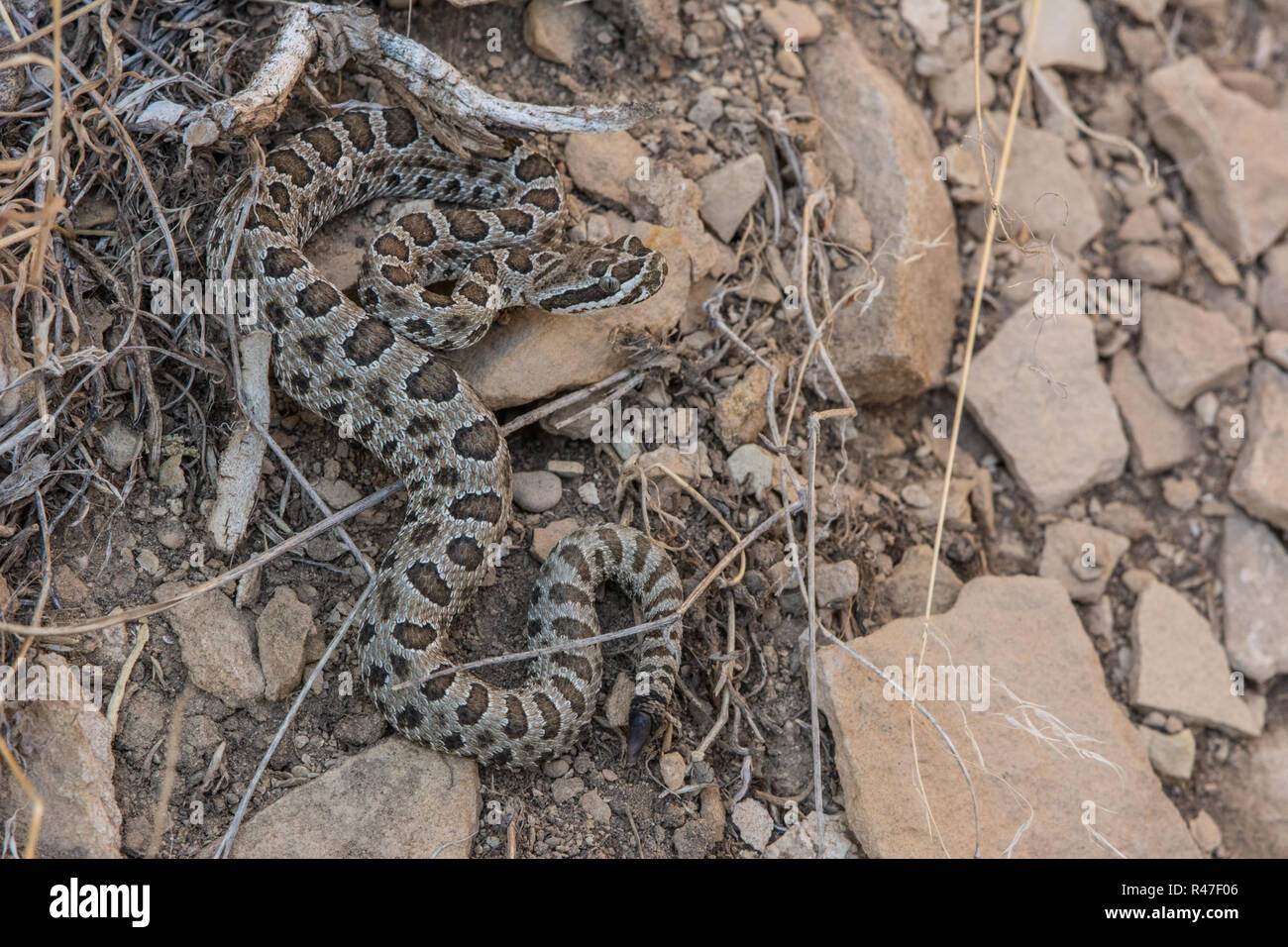 Midget Faded Rattlesnake (Crotalus oreganus concolor) from Rio Blanco ...