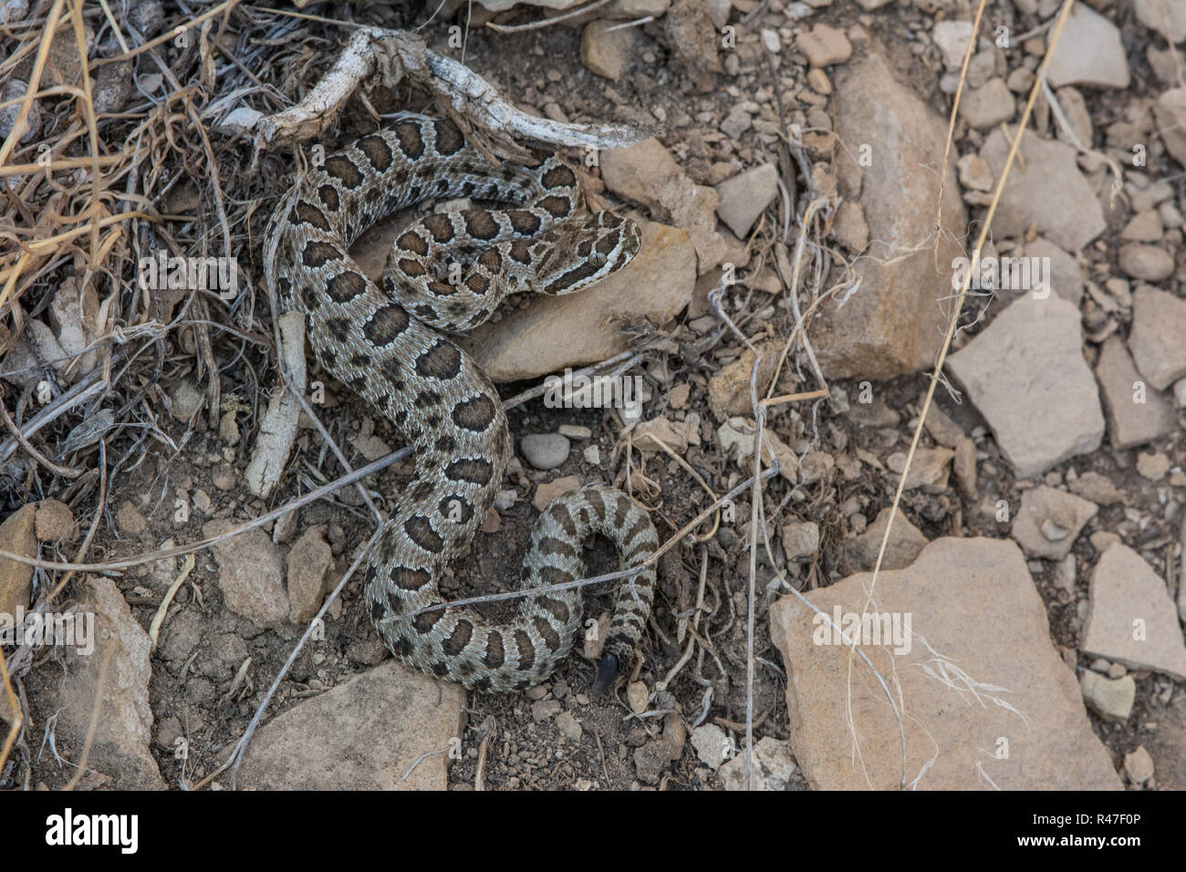 Midget Faded Rattlesnake (Crotalus oreganus concolor) from Rio Blanco ...