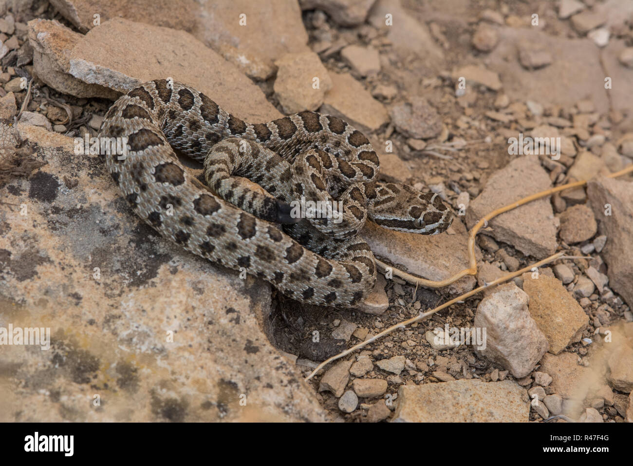 Midget Faded Rattlesnake (Crotalus oreganus concolor) from Rio Blanco ...