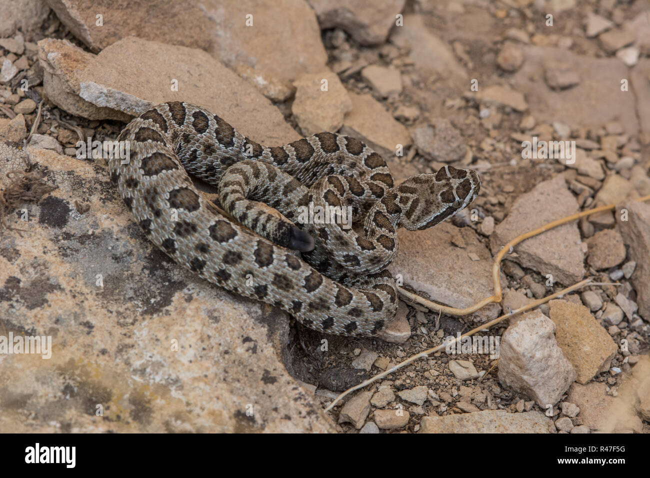 Midget Faded Rattlesnake (Crotalus oreganus concolor) from Rio Blanco ...