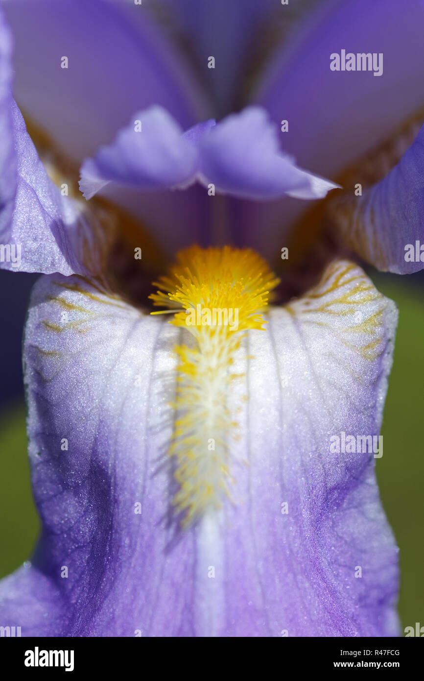 Makrophotographie hi-res stock photography and images - Alamy