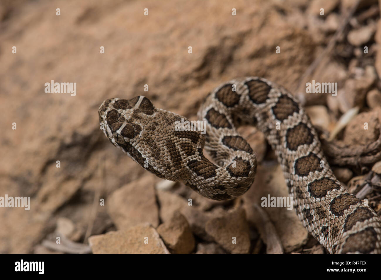 Midget Faded Rattlesnake (Crotalus oreganus concolor) from Rio Blanco ...