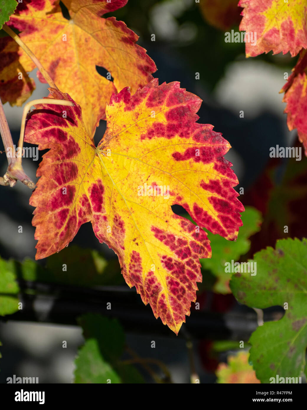 Leaf in sun hi-res stock photography and images - Alamy