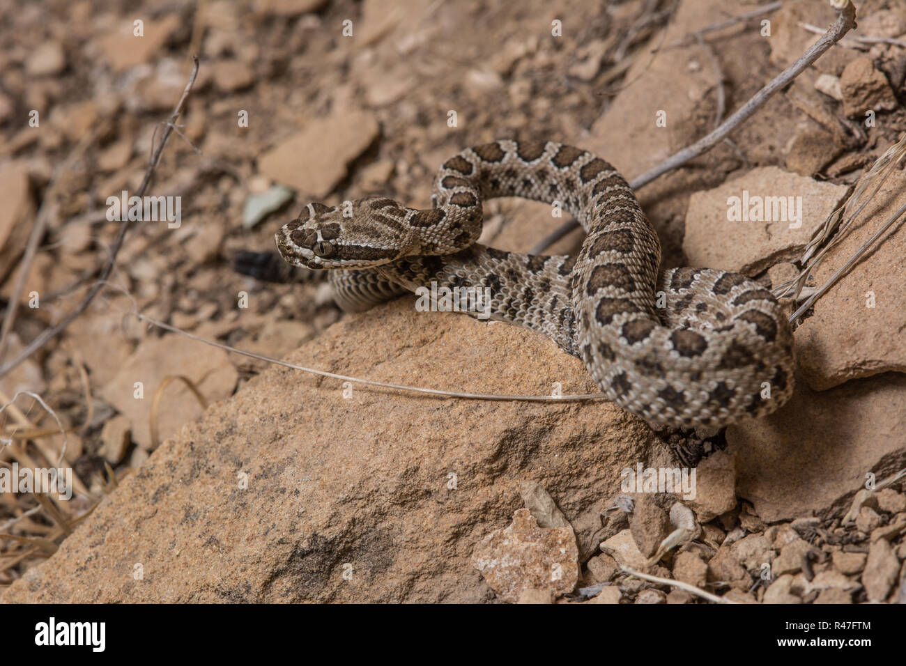 Midget Faded Rattlesnake (Crotalus oreganus concolor) from Rio Blanco ...