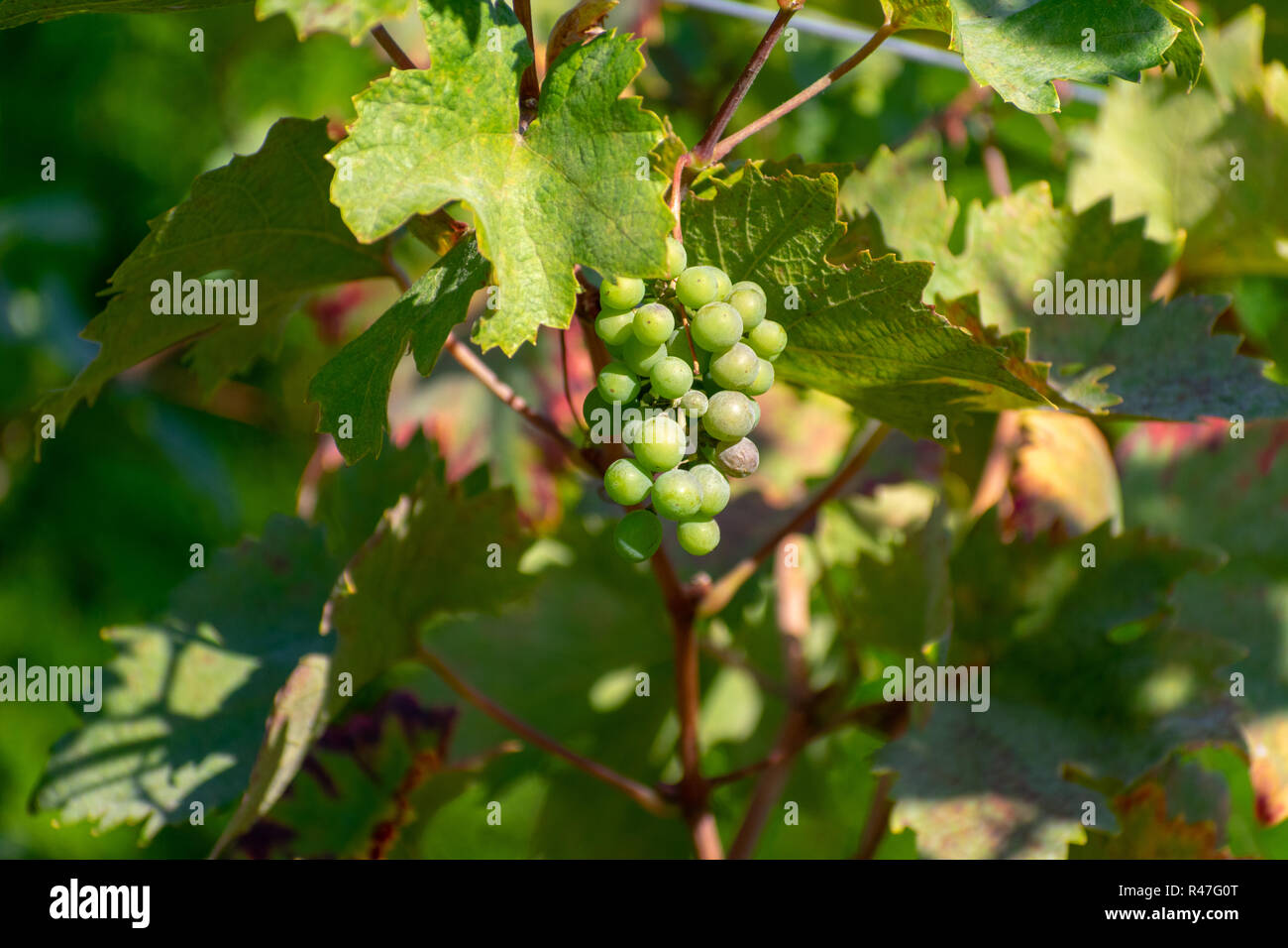 Grapes in sunlight Stock Photo - Alamy