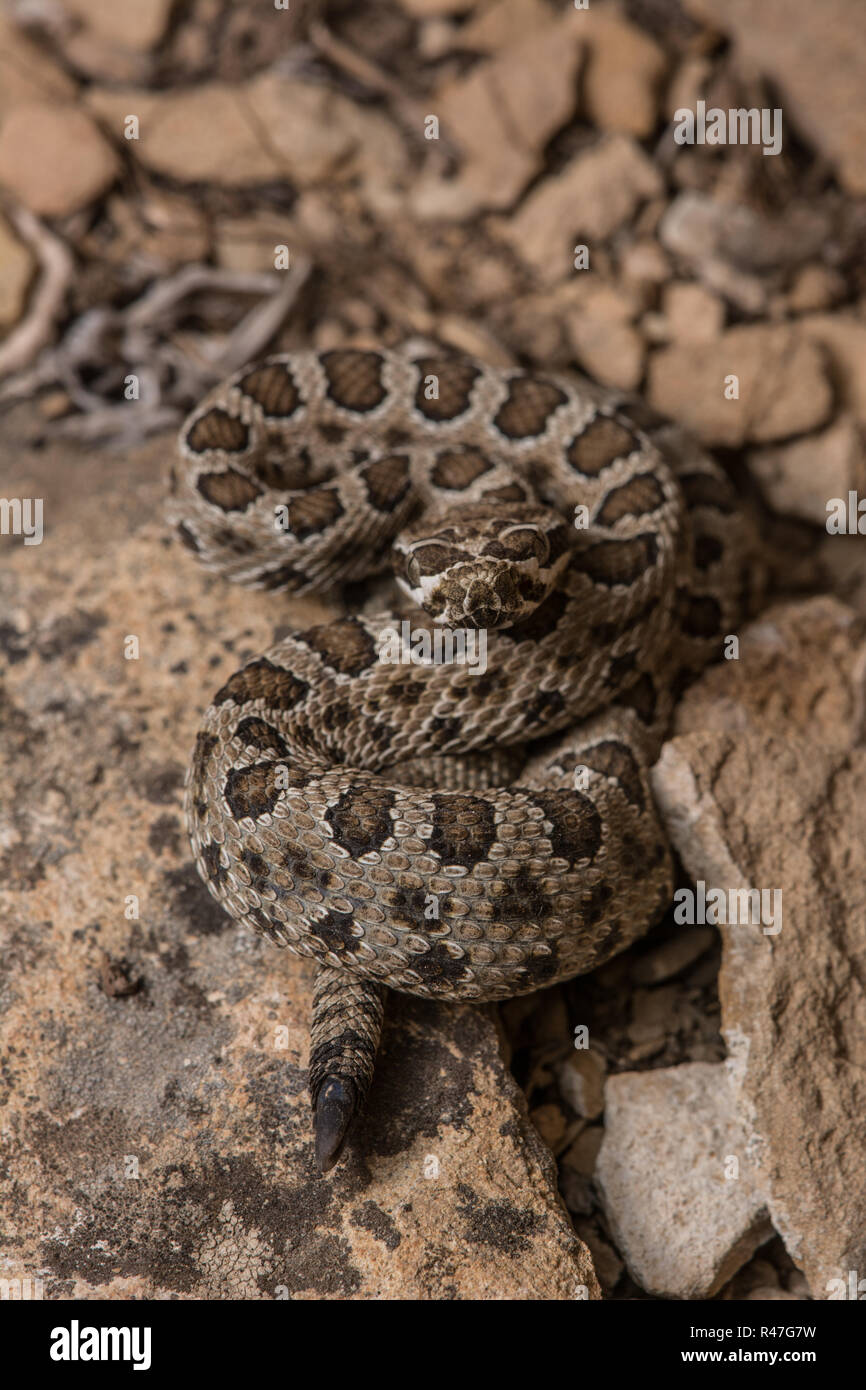 Midget Faded Rattlesnake (Crotalus oreganus concolor) from Rio Blanco ...