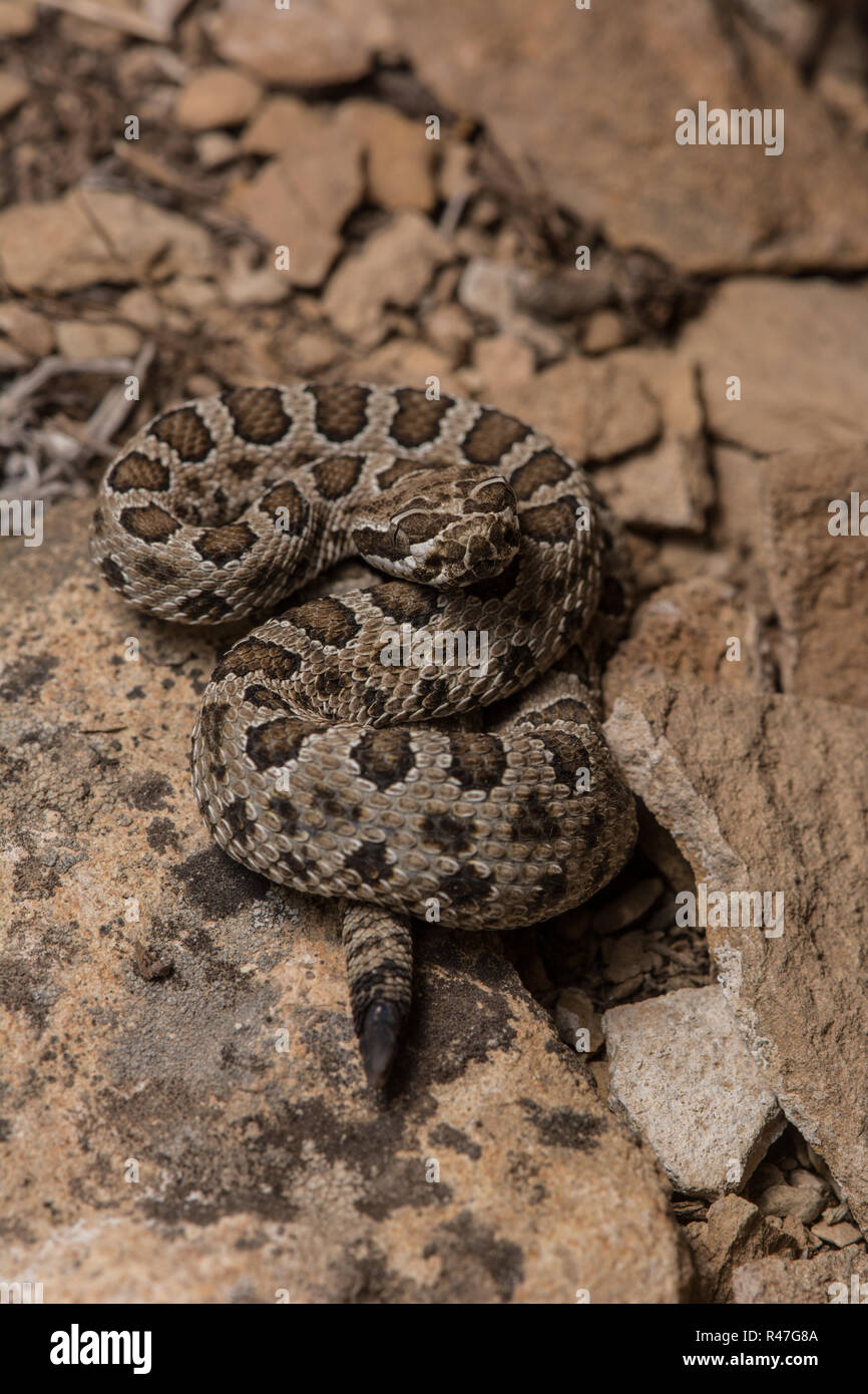Midget Faded Rattlesnake (Crotalus oreganus concolor) from Rio Blanco ...