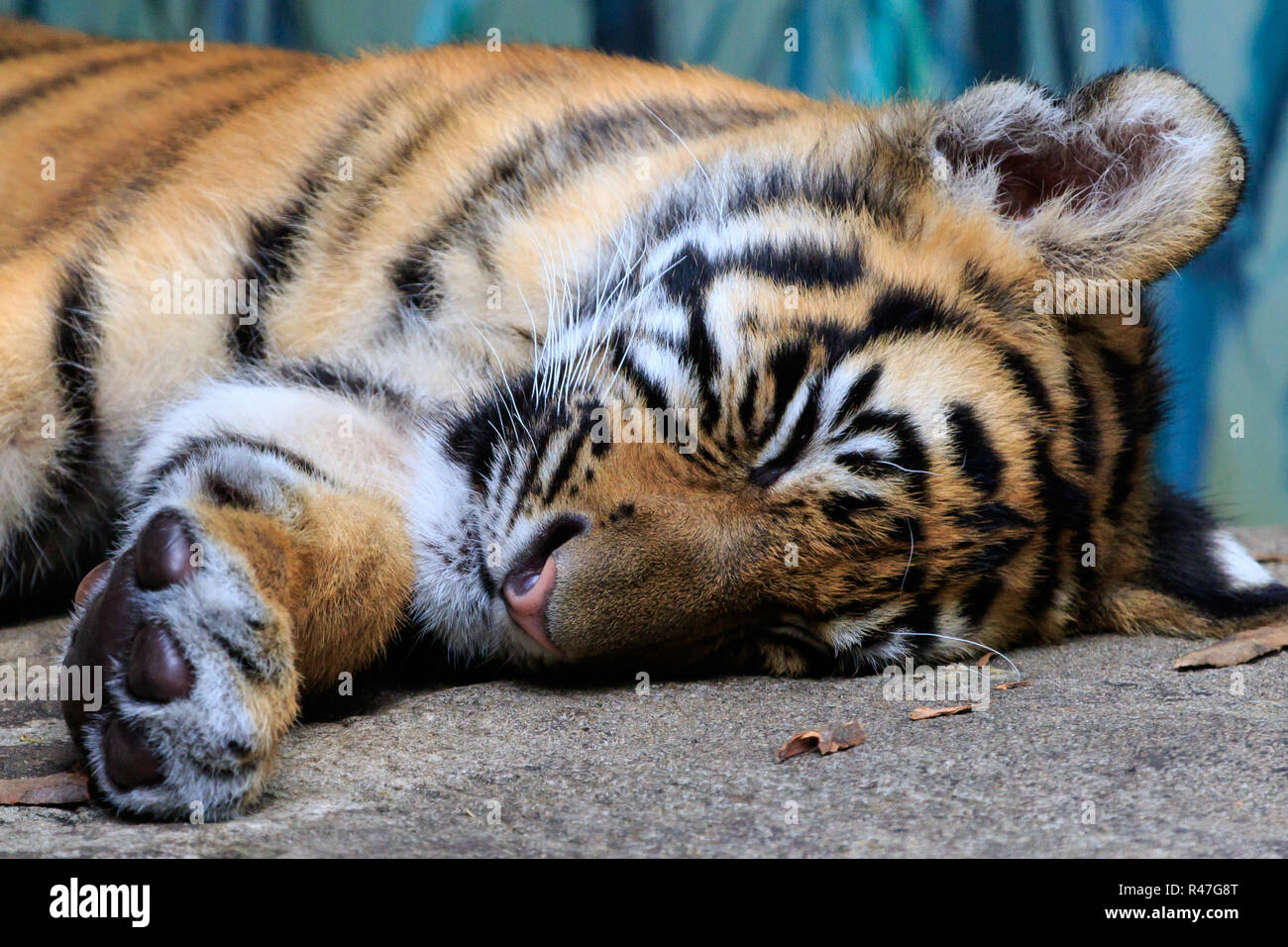 Sumatran tiger baby hi-res stock photography and images - Alamy