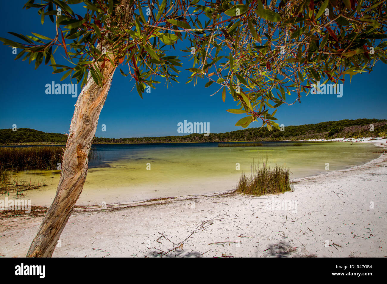 Tea tree lake hi-res stock photography and images - Alamy