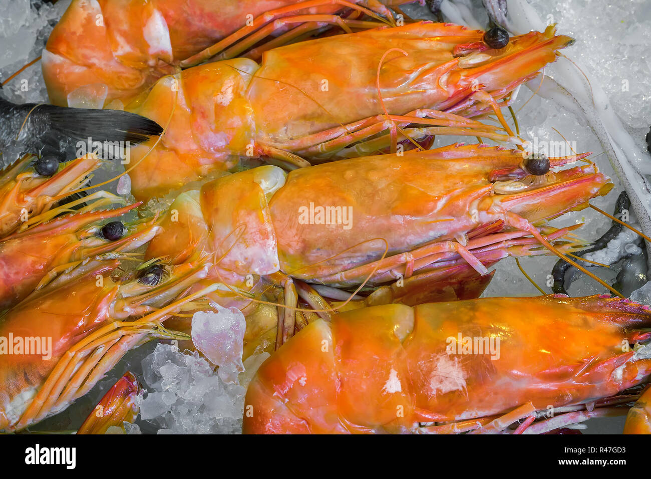 Large Mediterranean prawns Stock Photo - Alamy