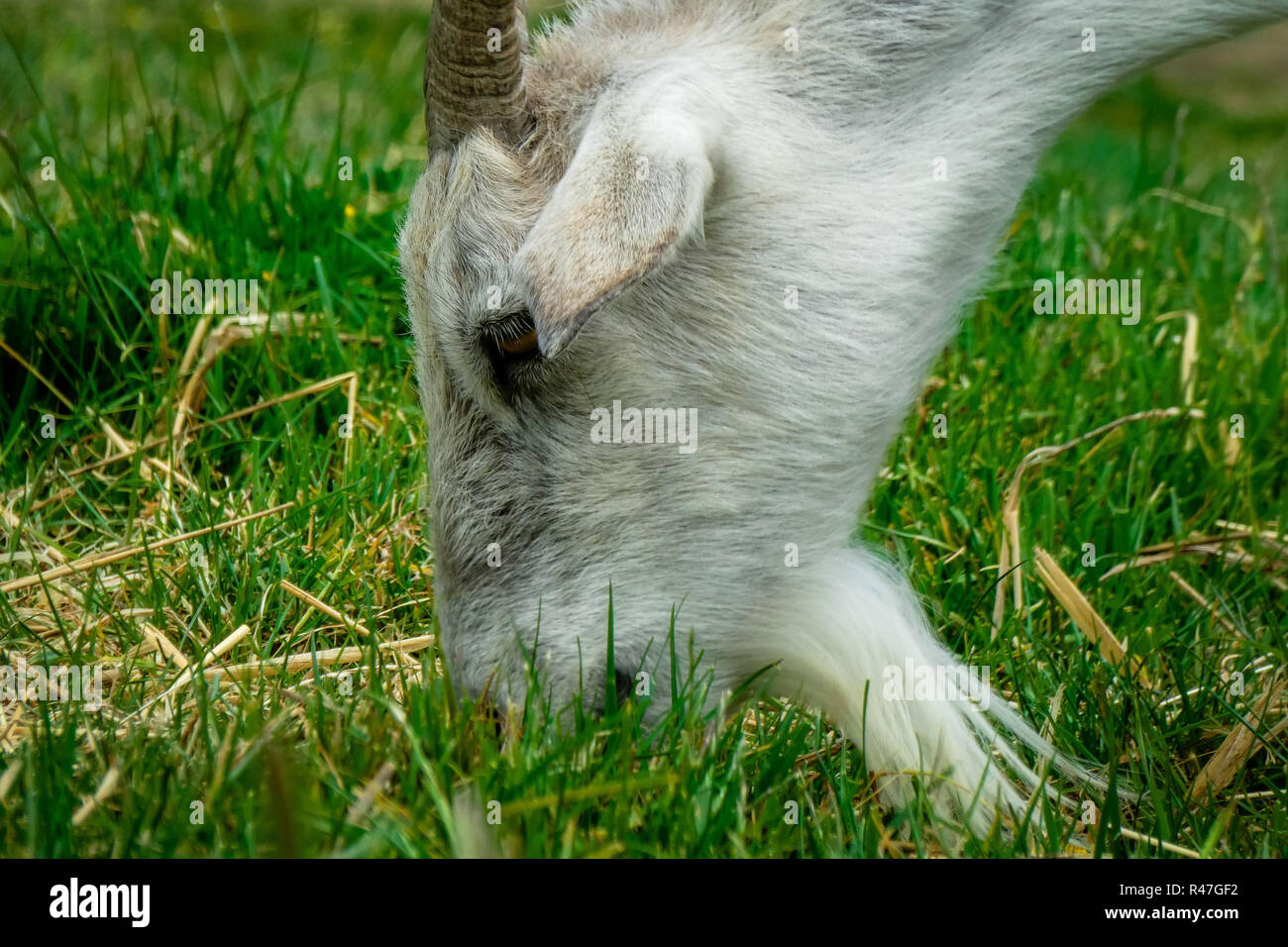 White Goat Mowing Lawn Stock Photo - Alamy