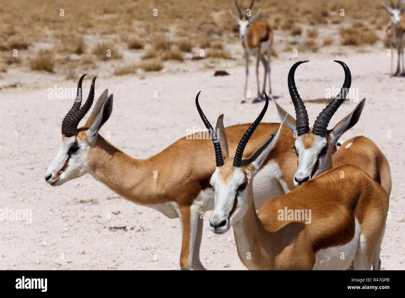 herd of springbok in Etosha Stock Photo - Alamy