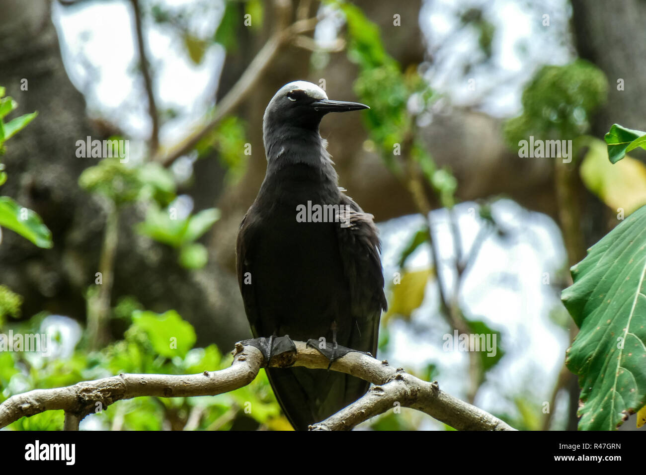 Black noddy hi-res stock photography and images - Alamy