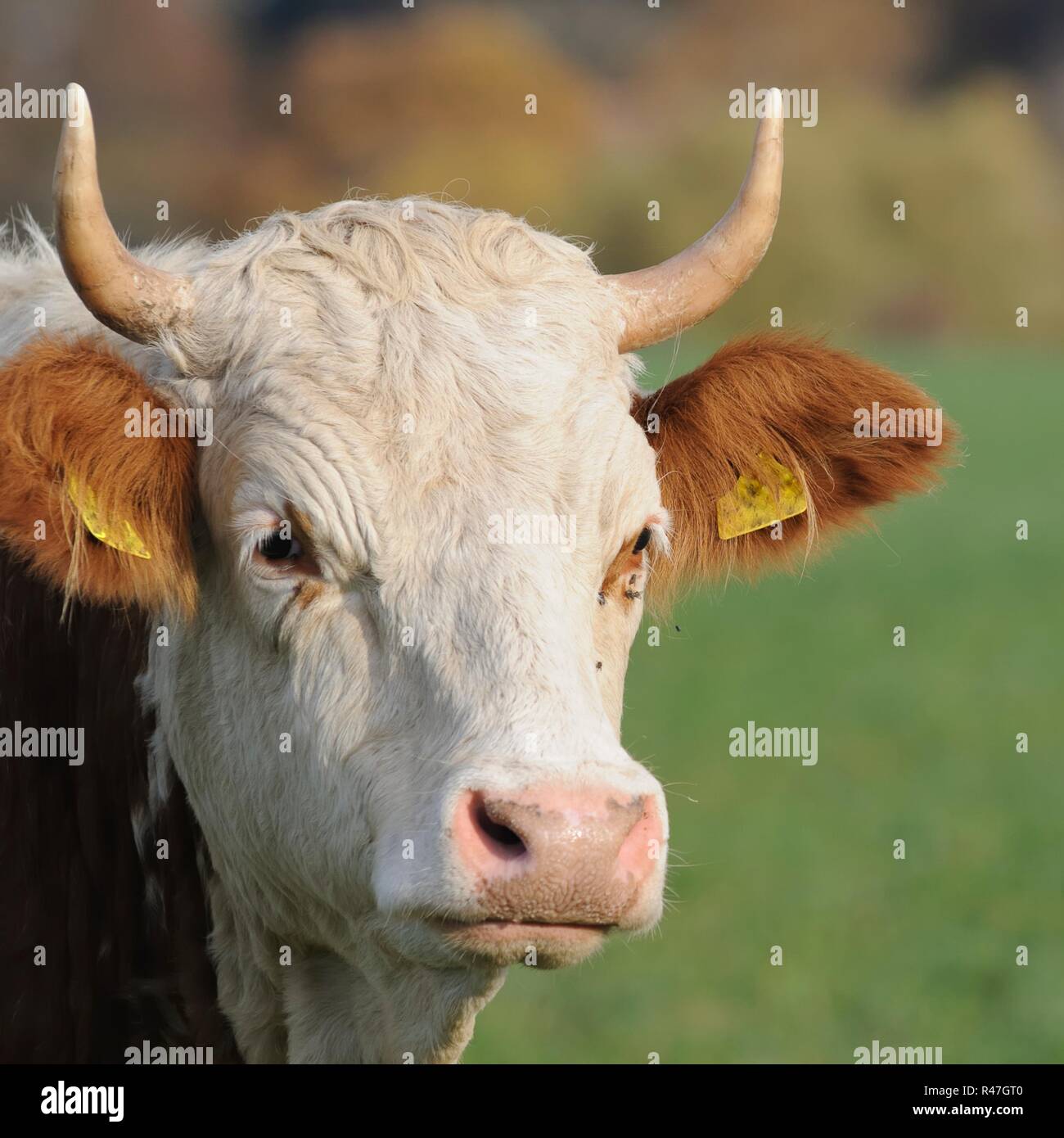 Deep red cattle hi-res stock photography and images - Alamy