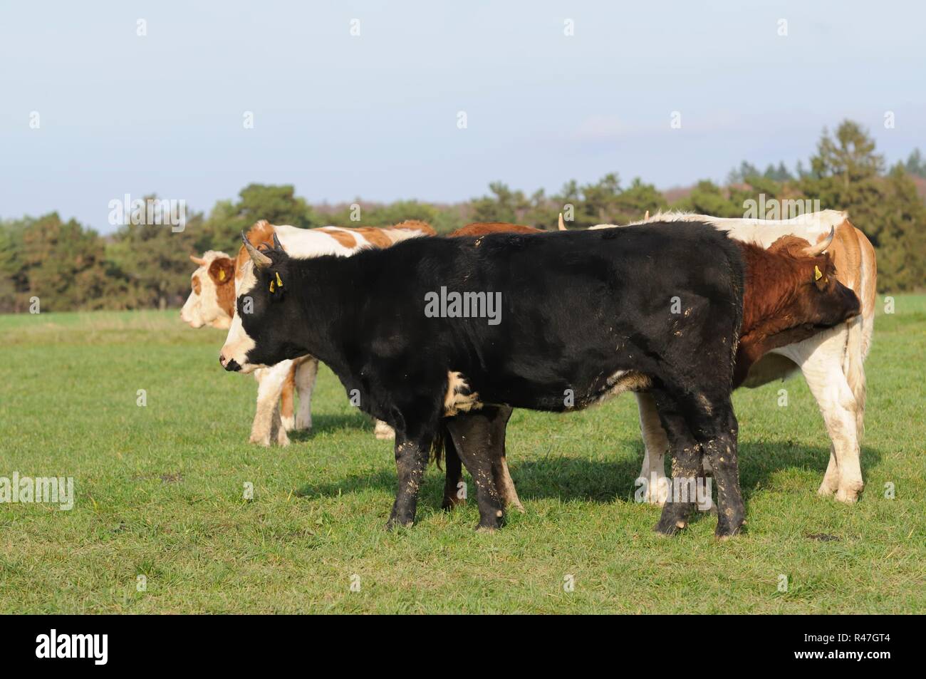 Deep red cattle hi-res stock photography and images - Alamy