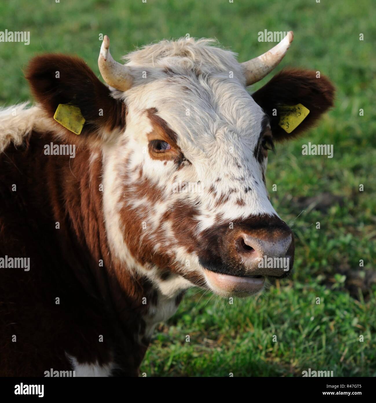 Deep red cattle hi-res stock photography and images - Alamy