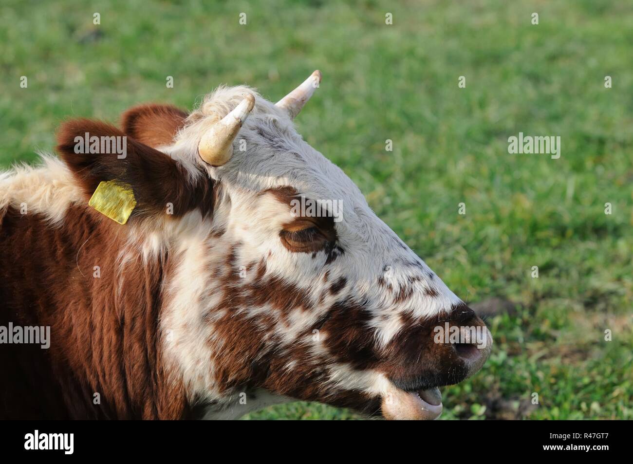 Deep red cattle hi-res stock photography and images - Alamy