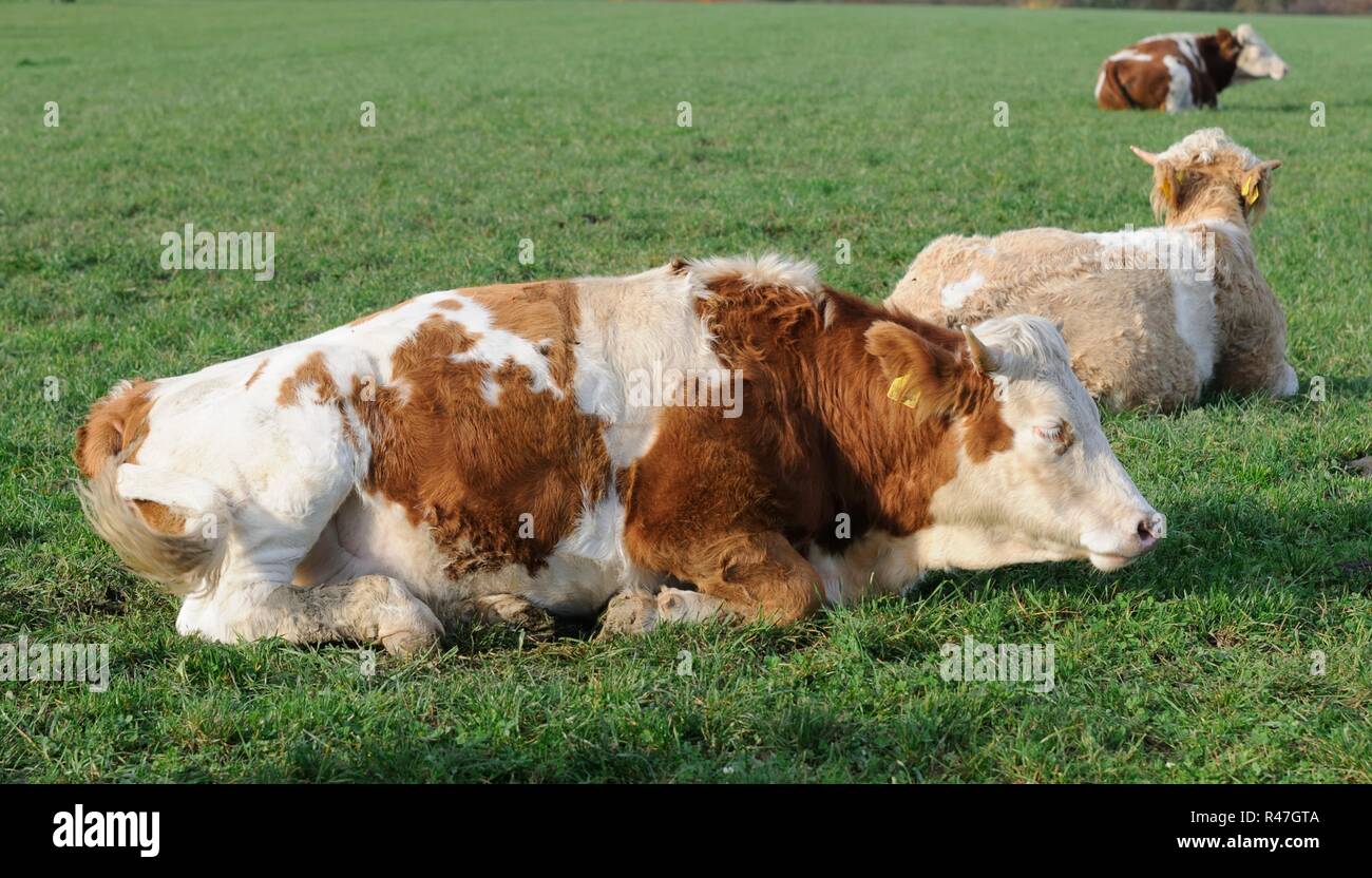 Deep red cattle hi-res stock photography and images - Alamy