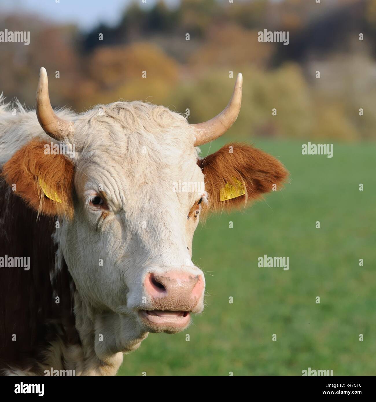 Deep red cattle hi-res stock photography and images - Alamy